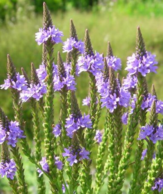 Verbena Blue Vervain Seeds Grow Your Own Native Herbs | Etsy