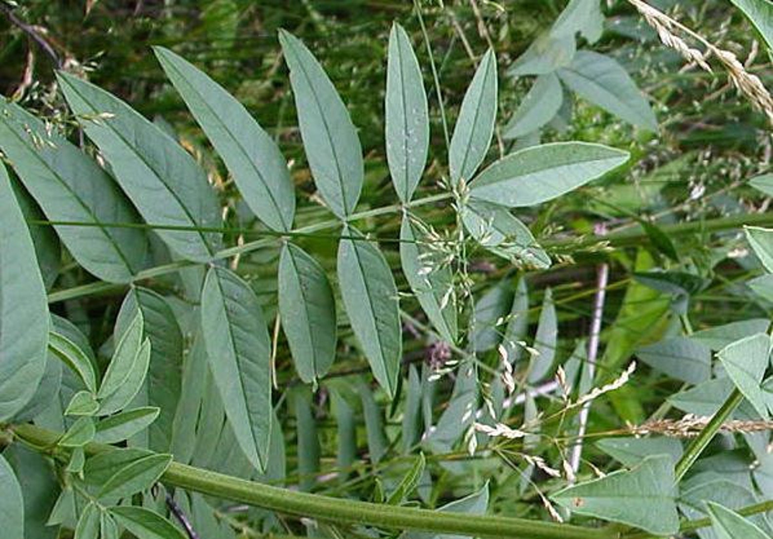 Wild Licorice Seeds Grow your own | Etsy