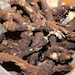 Osha Root Wild Harvested Fresh Organic Herbs - Etsy