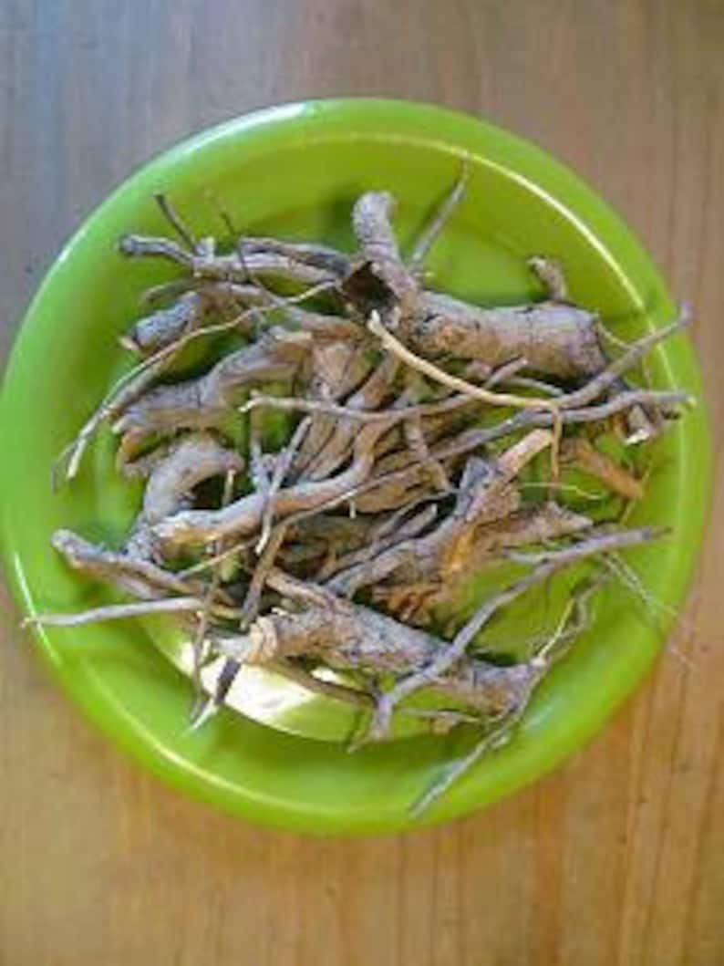 Sassafras Root Bark Wild Harvest From the Appalachian - Etsy