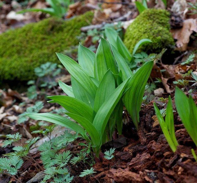 Wild Leek Seeds Ramp Native Seeds Wild Harvest - Etsy