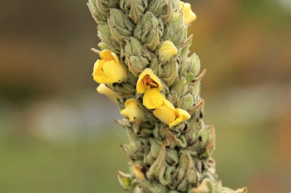 Mullein Seeds Grow Your Own Fresh Herbs | Etsy