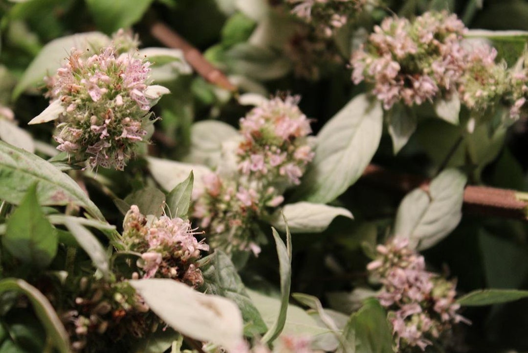 Wild Mint Herb - 2025 Summer Wild Harvest From the Appalachian ...