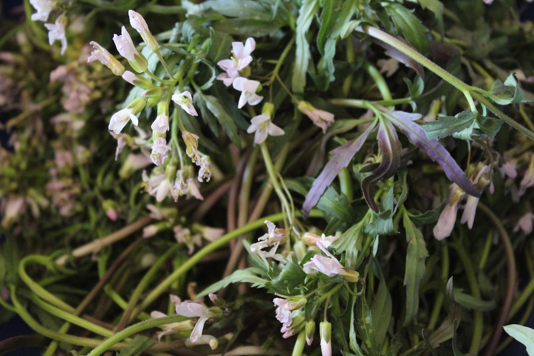 Toothwort Seeds - Grow Your Own Herbs ! - Etsy