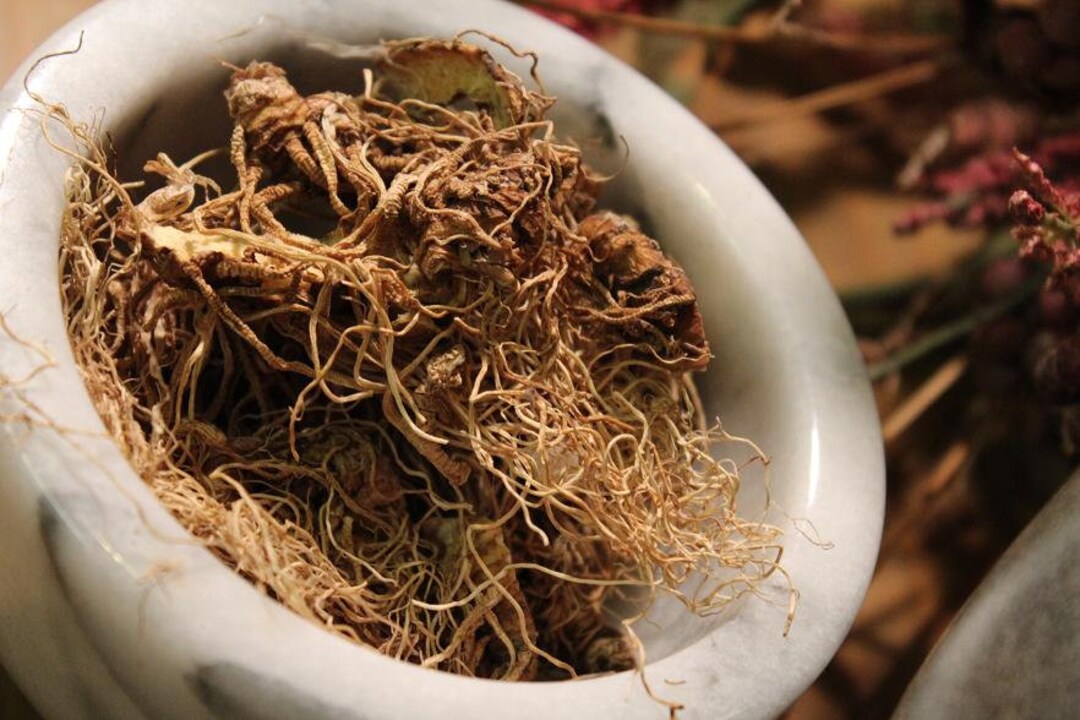 Beth Root, Trillium Grandiflorum Root Herb - Spring 2025 Appalachian ...