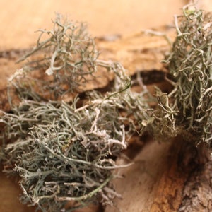 Usnea Powder - Powdered Lichen's From the Appalachian Mountains - Etsy