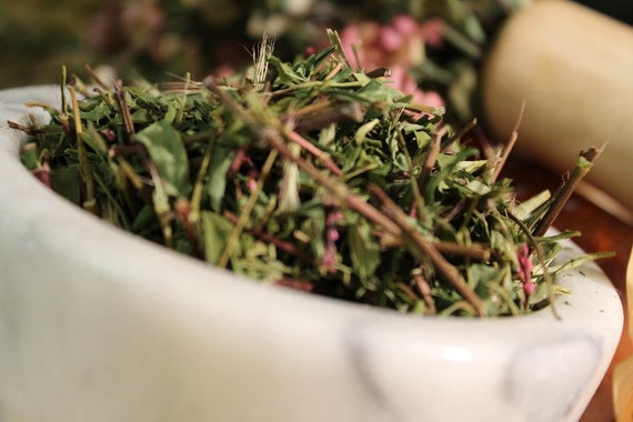 Knotweed Herb Knotgrass Appalachian Mountains Wild Harvest - Etsy