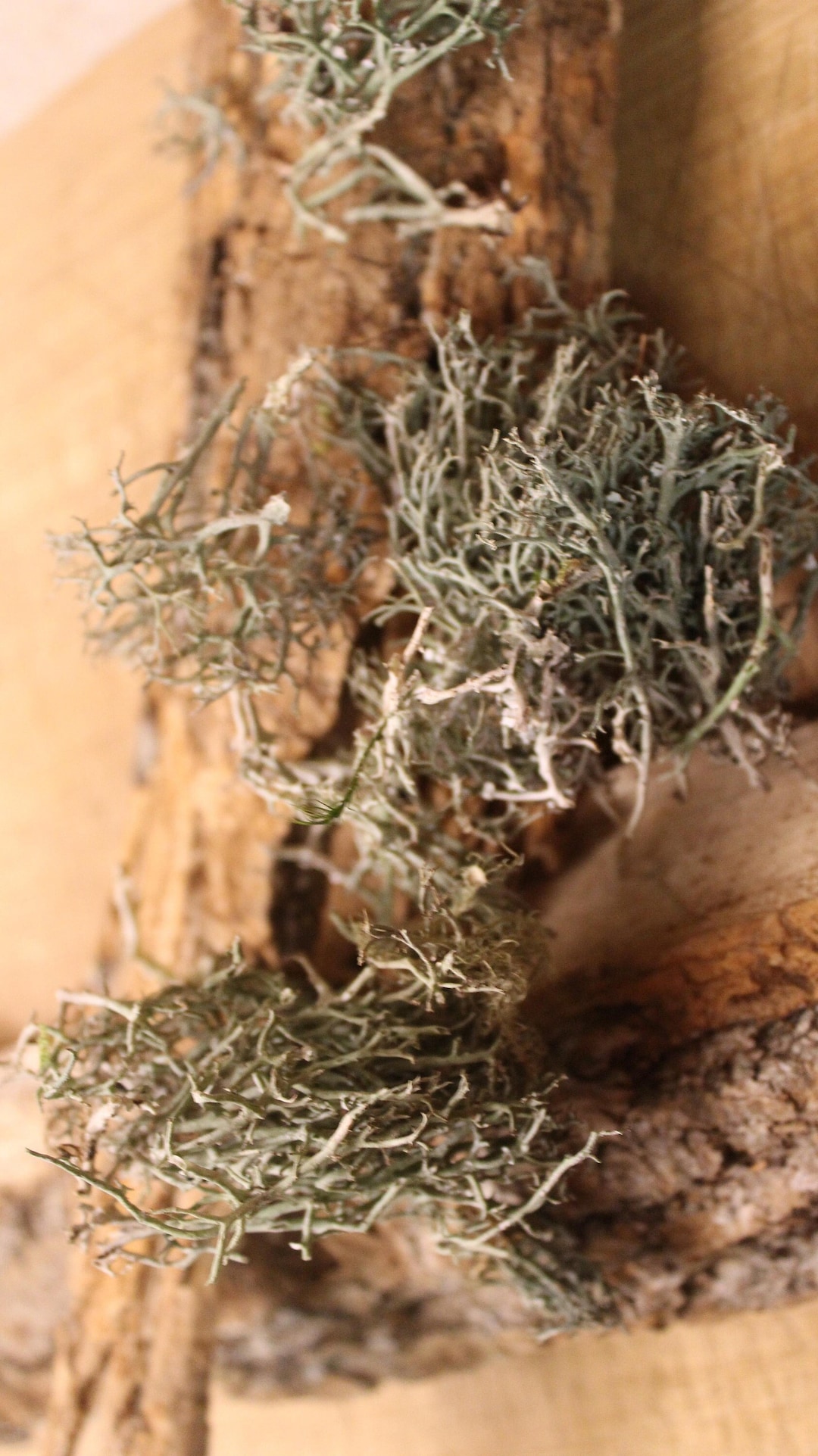 Usnea Powder - Powdered Lichen's From the Appalachian Mountains - Etsy