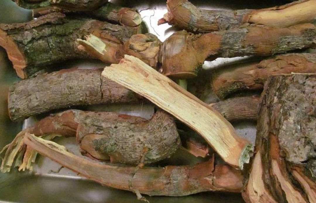 Sassafras Root With Bark, Wild Harvested Spring 2024 Cut Into Chunks - Etsy
