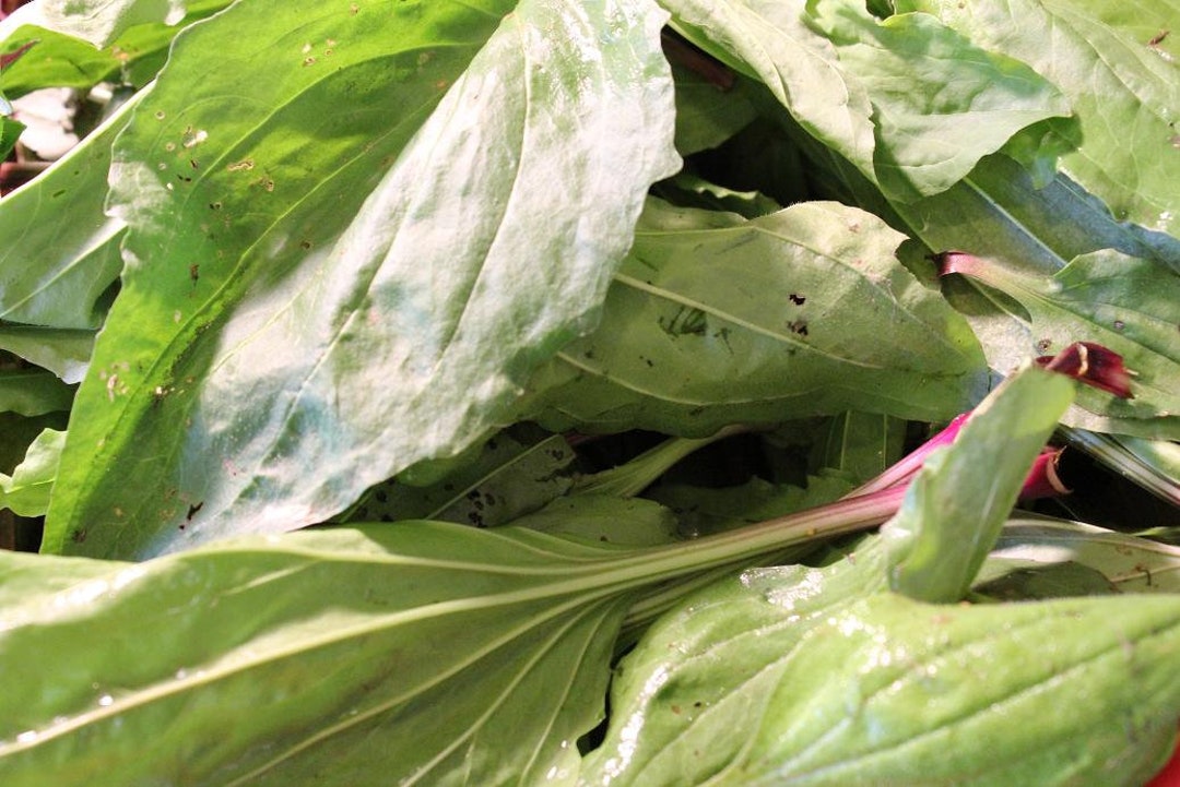 Plantain - Wild Harvested Dried Leaf From the Appalachian Mountains - Etsy