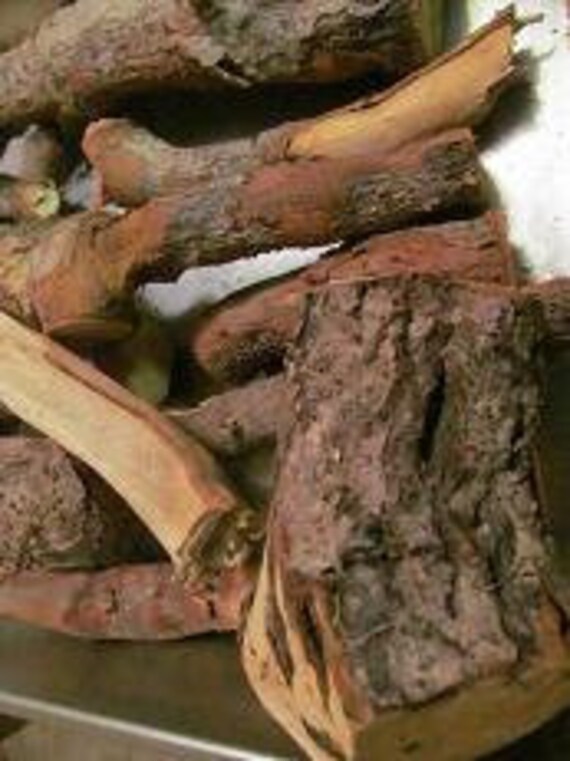 Sassafras Root With Bark Wild Harvested Spring 2022 - Etsy