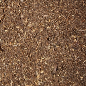 Osha Root Powder - Etsy