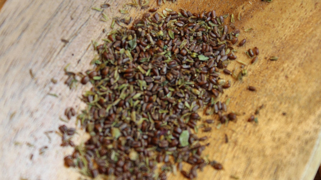White Vervain Seeds, Verbena Urticifolia - Grow Your Own Native Herbs ...
