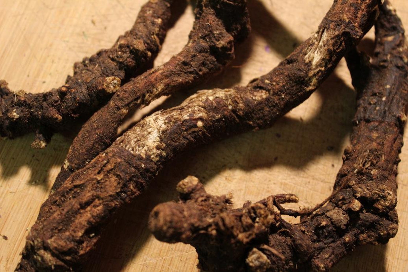 Osha Root Wild Harvested Fresh Organic Herbs | Etsy