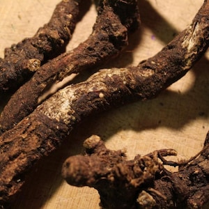 Osha Root - Wild Harvested Fresh Organic Herbs - Etsy