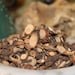 Red Peony Root - Chi Shao Chinese Herb - Etsy