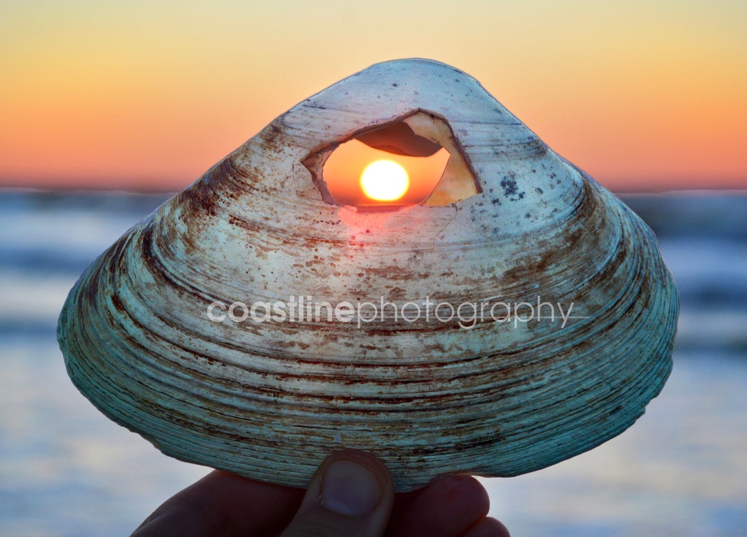 Jersey Shore Photos, Sunrise Photography, Shell, Seashell, Seashell Art ...