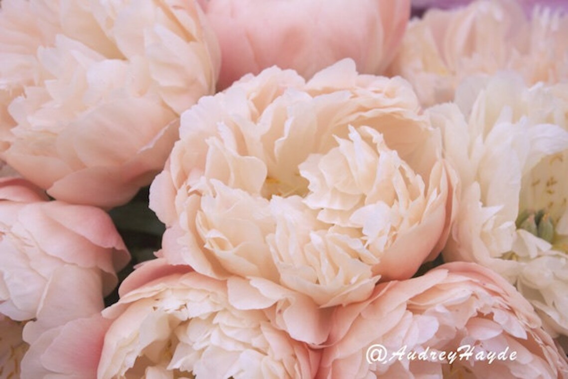 Peaches and Cream Peonies Peony Photography London in - Etsy
