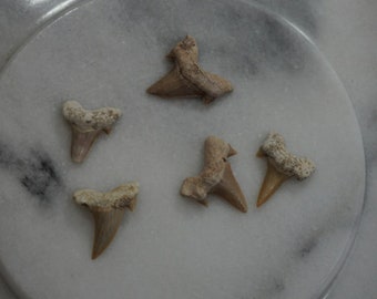 Small Megalodon Teeth - Etsy