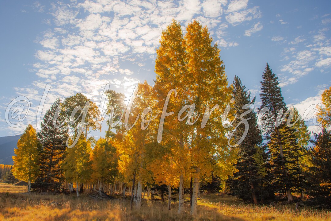 Fall Trees, Flagstaff, Autumn Leaves, Wall Art, Arizona, Photography ...