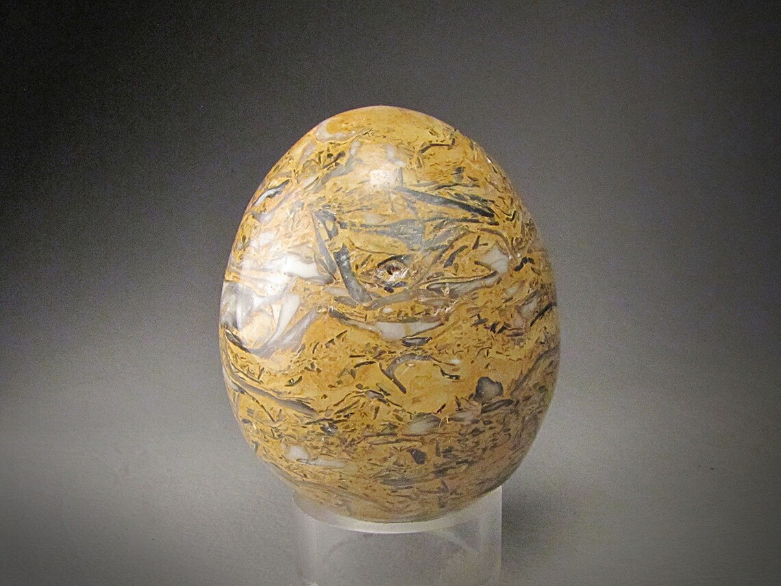 Fossil Clam Shell Egg, Morocco - Etsy