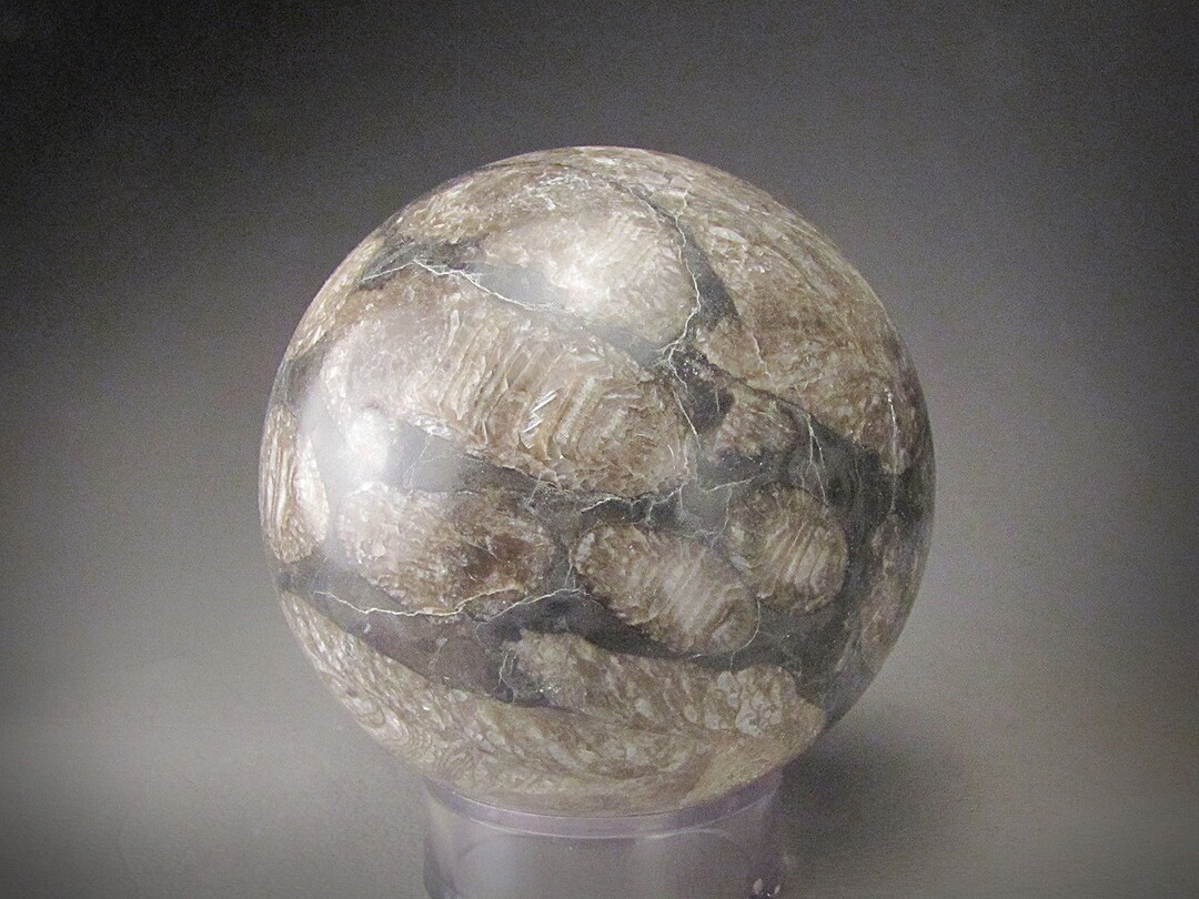 Stomatolite Fossil Sphere - Etsy