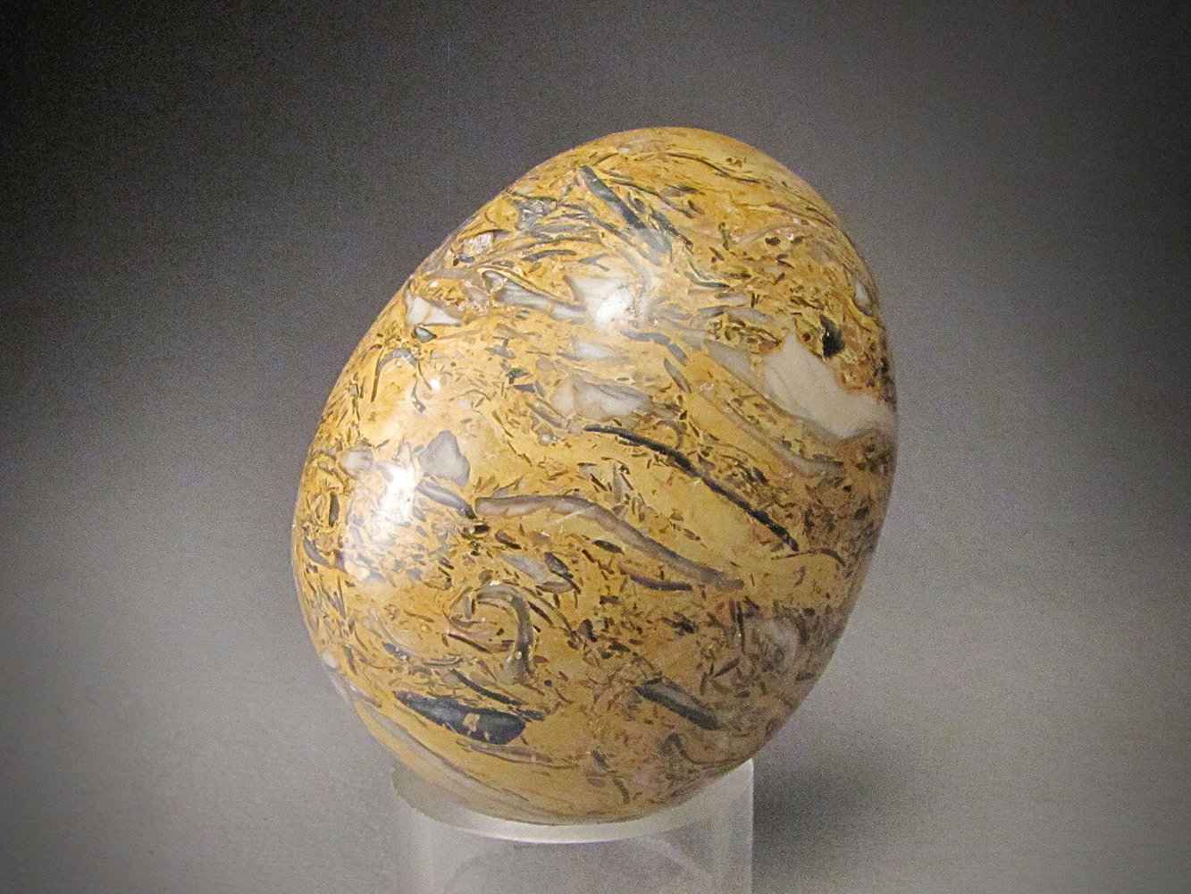 Fossil Clam Shell Egg Morocco - Etsy