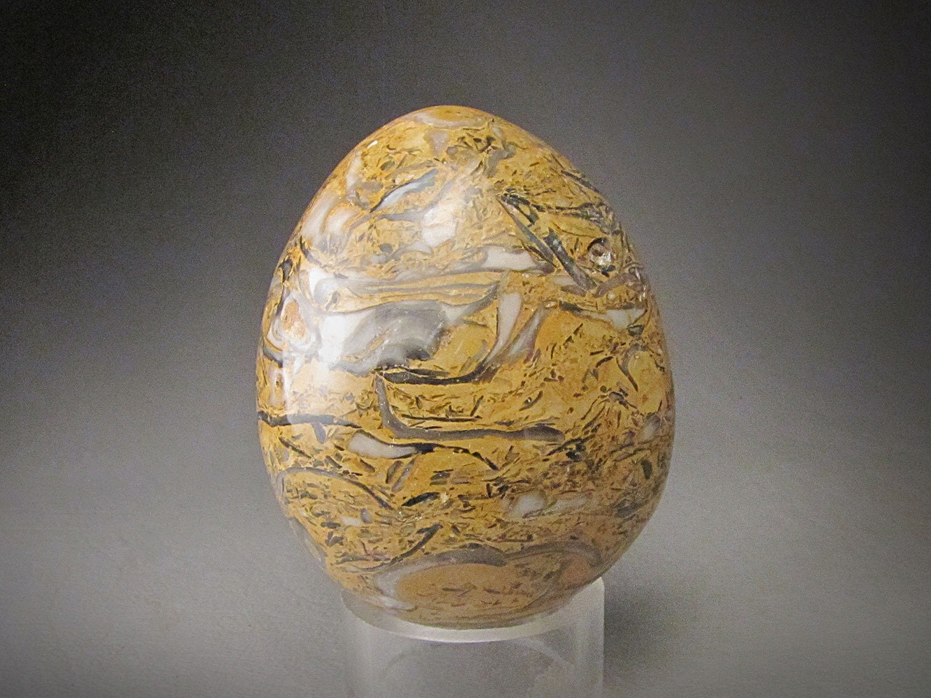 Fossil Clam Shell Egg Morocco - Etsy