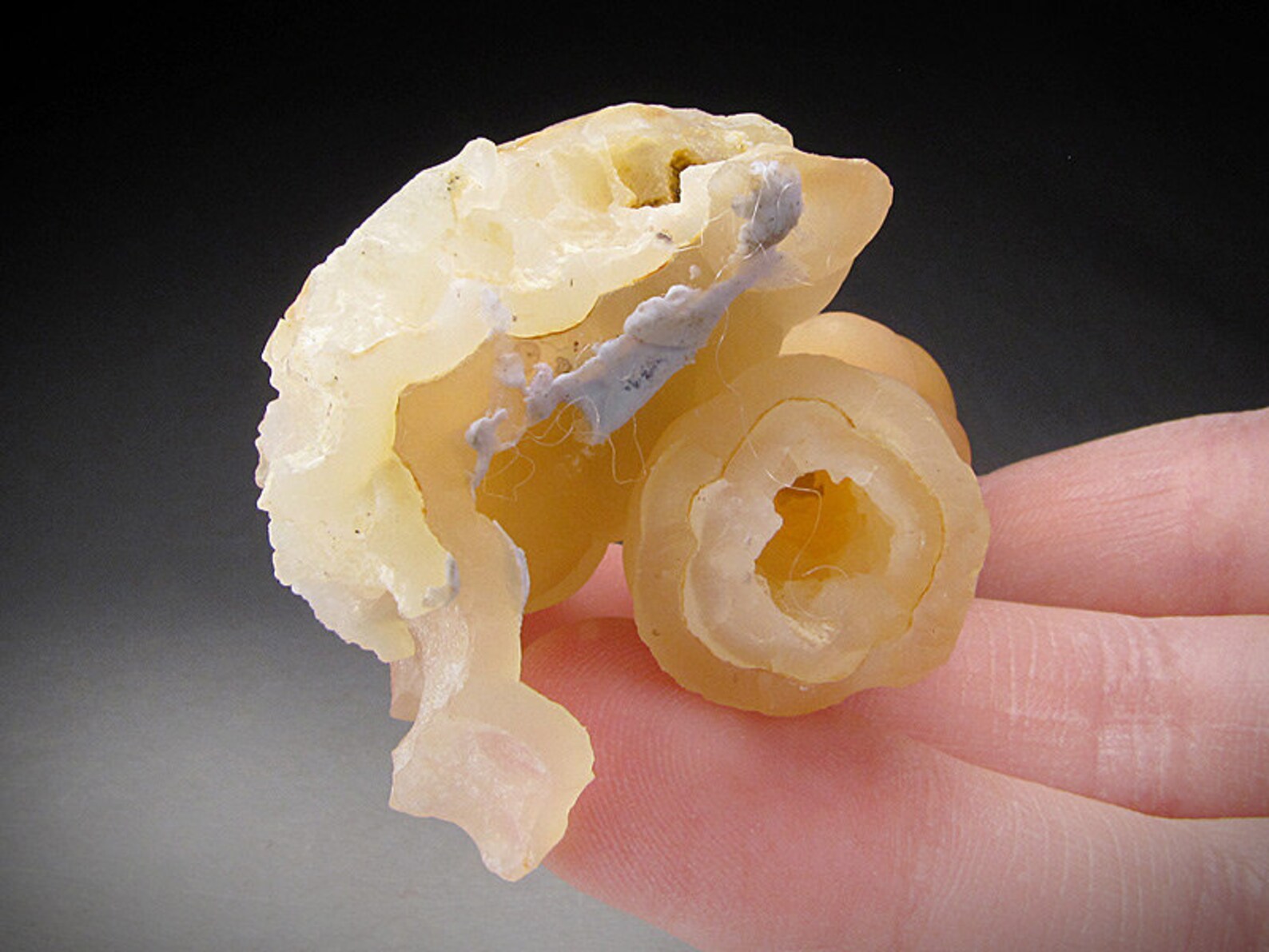 Agate "fossil Bamboo", Java, Indonesia - Etsy
