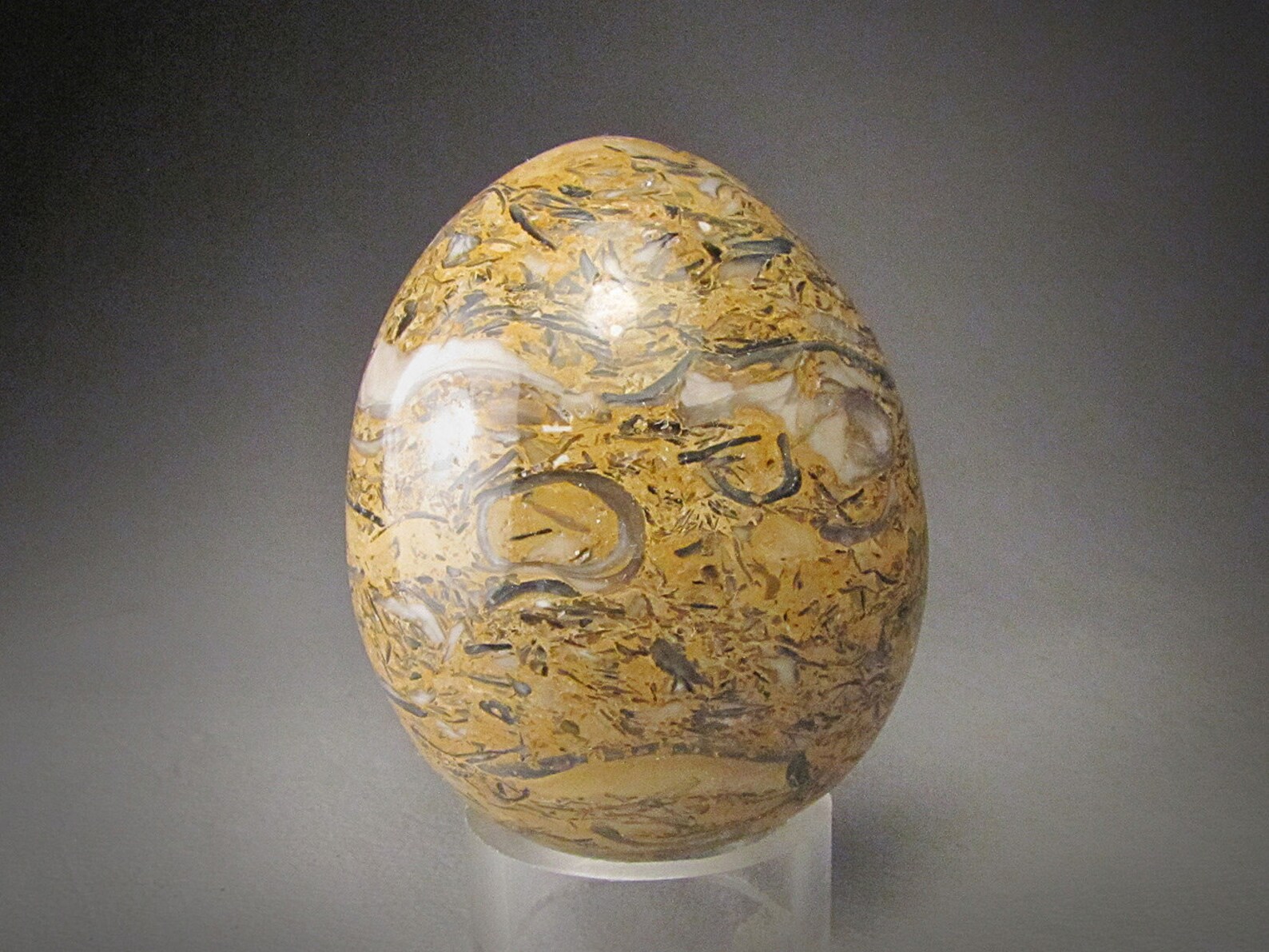 Fossil Clam Shell Egg, Morocco - Etsy