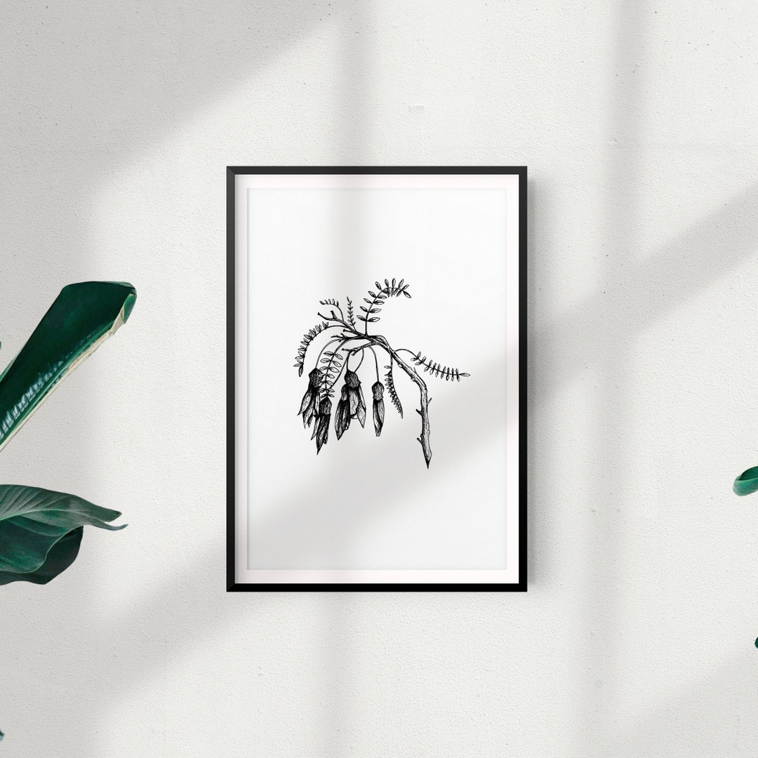 Kowhai Plant New Zealand Botanical Sketch Illustration Quality Art ...