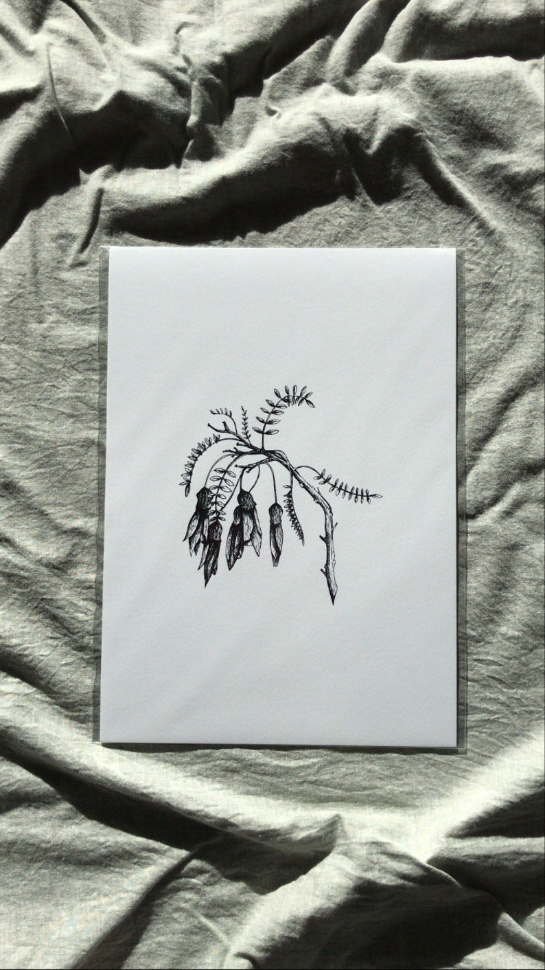 Kowhai Plant New Zealand Botanical Sketch Illustration Quality Art ...