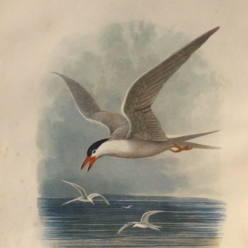 Sea Tern - Etsy