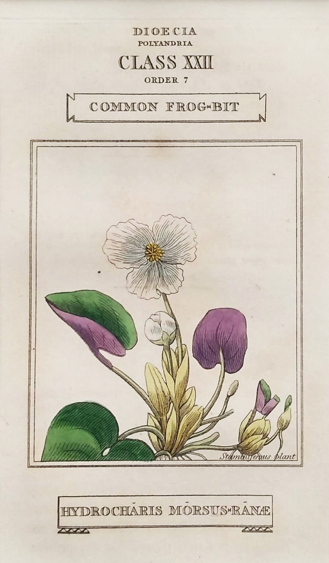 1816 Rare Antique Print 'common Frog Bit' by Richard Duppa Classes ...