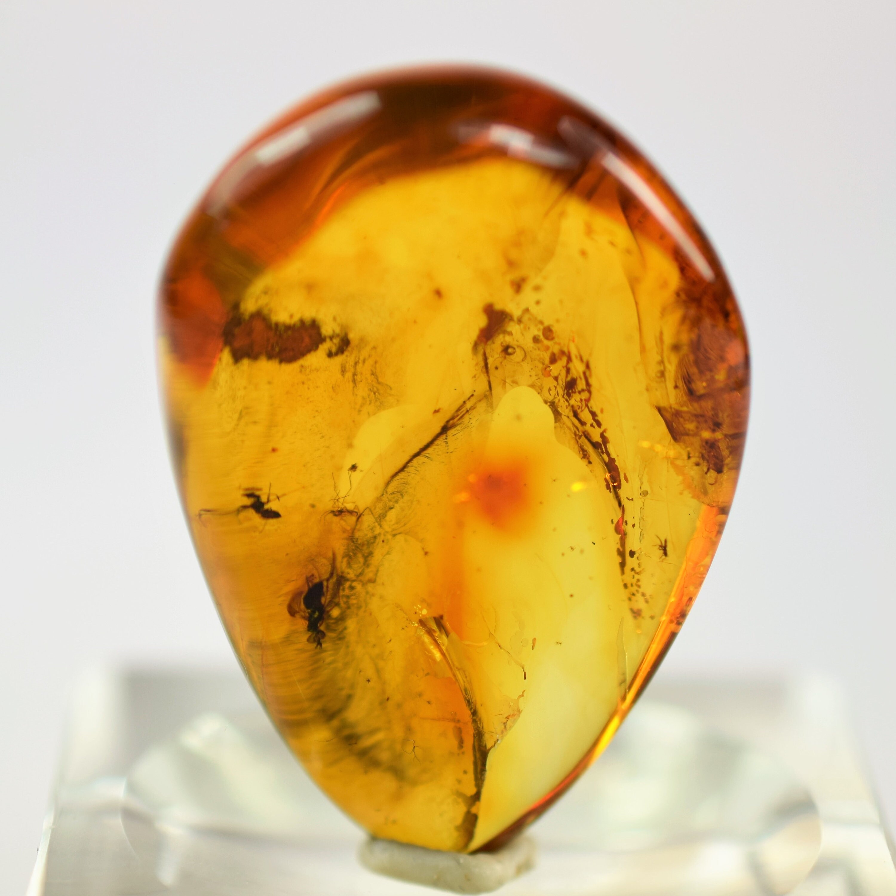 Amber with insects Amber fossilized amber inclusions Amber | Etsy