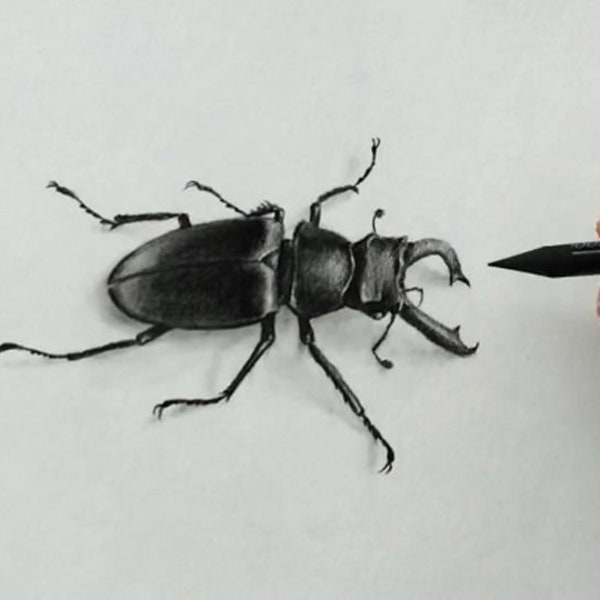 Insect Drawing - Etsy