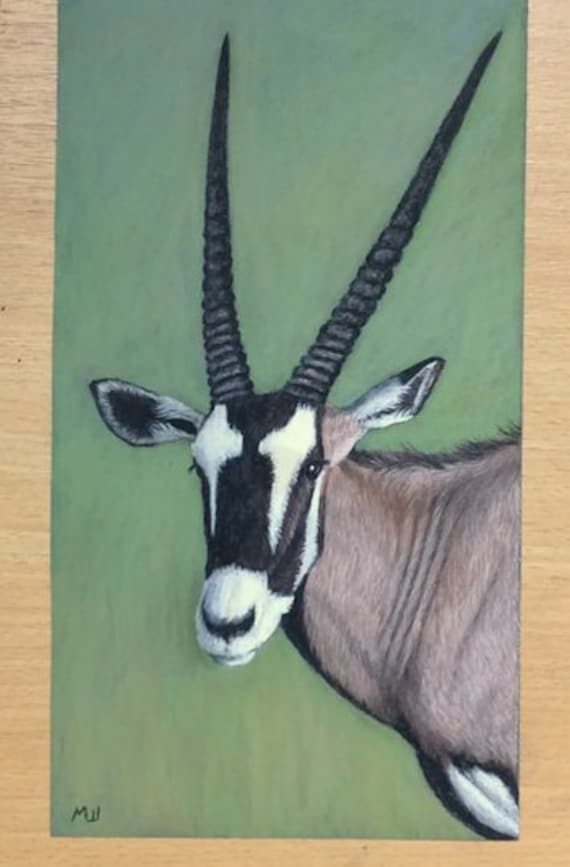 Arabian Oryx Drawing