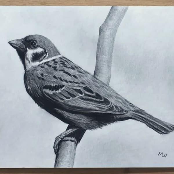 Bird Pencil Drawing - Etsy