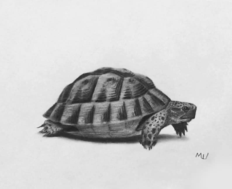 Tortoise Drawing Original Charcoal Pencil Artwork Turtle - Etsy