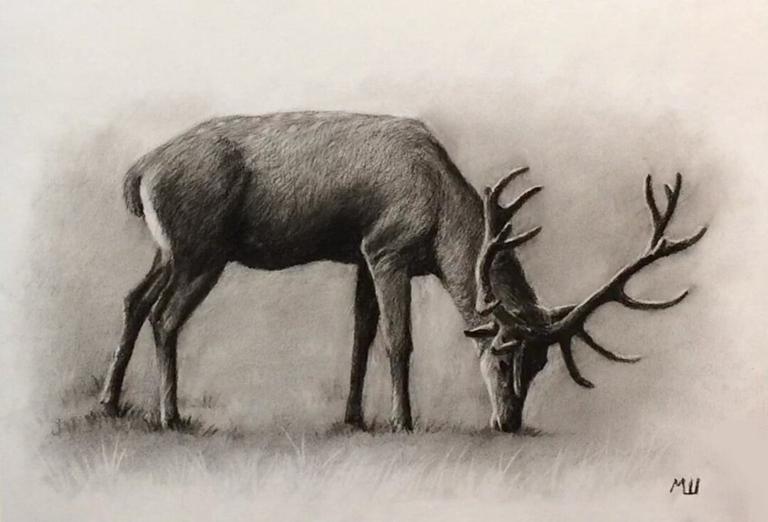 Fallow Deer Drawing Original Charcoal Pencil Artwork - Etsy