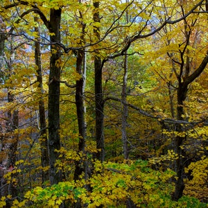 Shenandoah Yellow Trees - Virginia Overlook National Park - Etsy