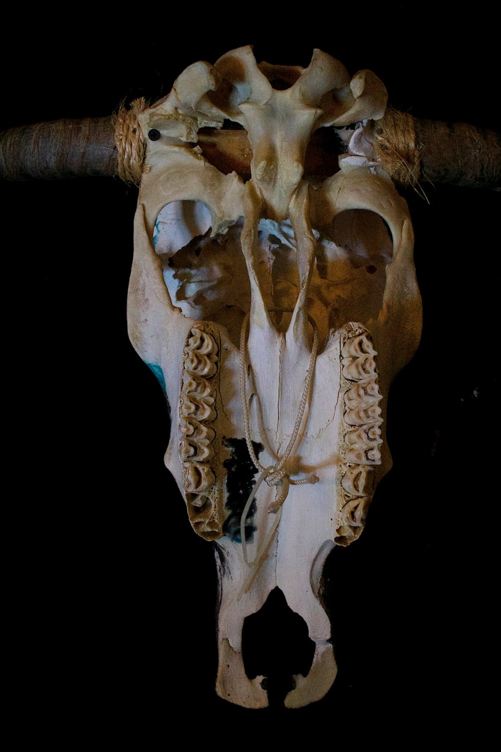 Painted Bull Skull - Etsy