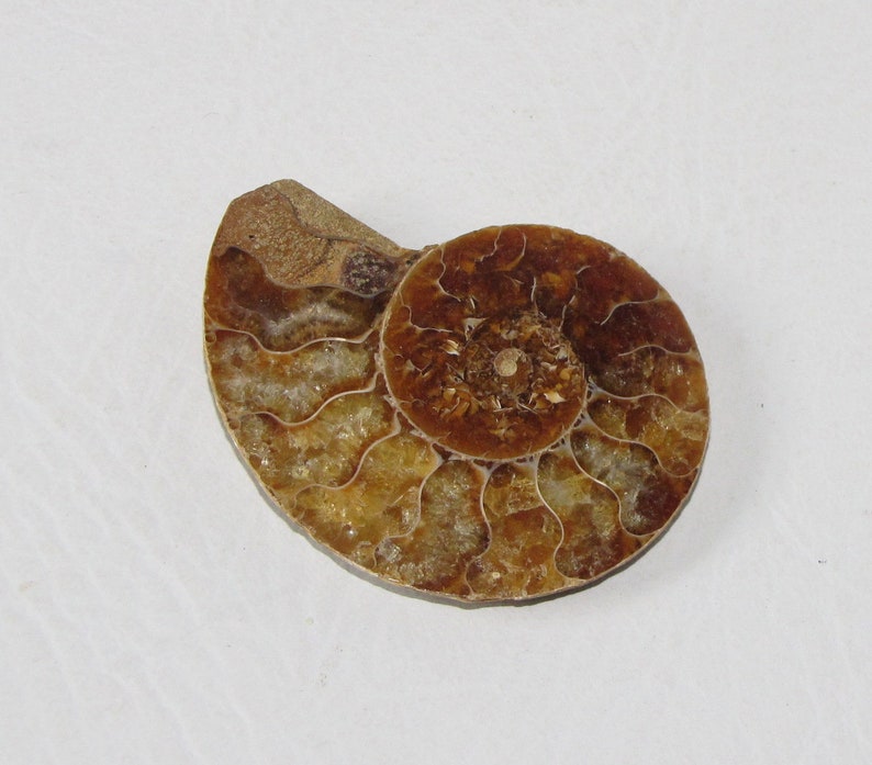 Polished Ammonite Fossils Fossilized Shell Millions of Years - Etsy