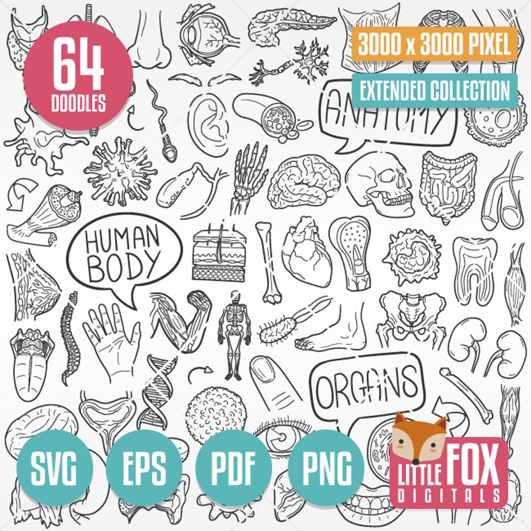 HUMAN BODY SVG, Doodle Icon Vectors. Anatomy Vector Set. Hand Drawn ...