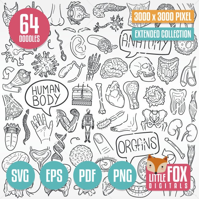 HUMAN BODY SVG Doodle Icon Vectors. Anatomy Vector Set. Hand - Etsy Canada