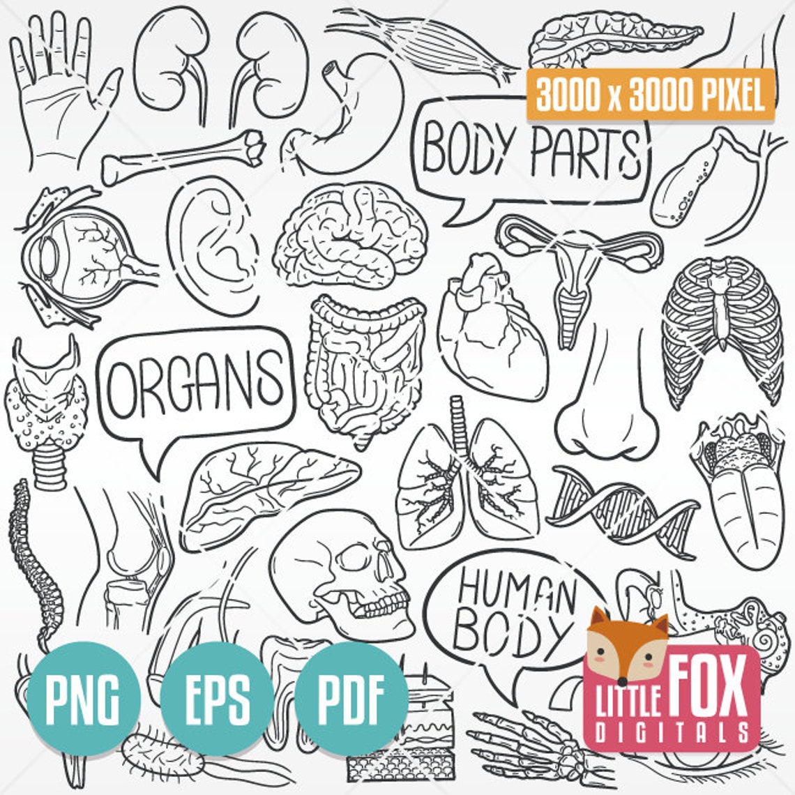 HUMAN BODY PARTS, Doodle Icon Vectors. Anatomy Vector Set. Hand Drawn ...