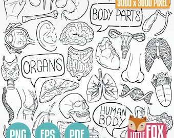 16 Organs Clipart Bundle, Human Heart Clipart, Human Body Clipart ...