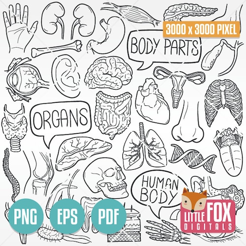 HUMAN BODY SVG Doodle Icon Vectors. Anatomy Vector Set. Hand - Etsy