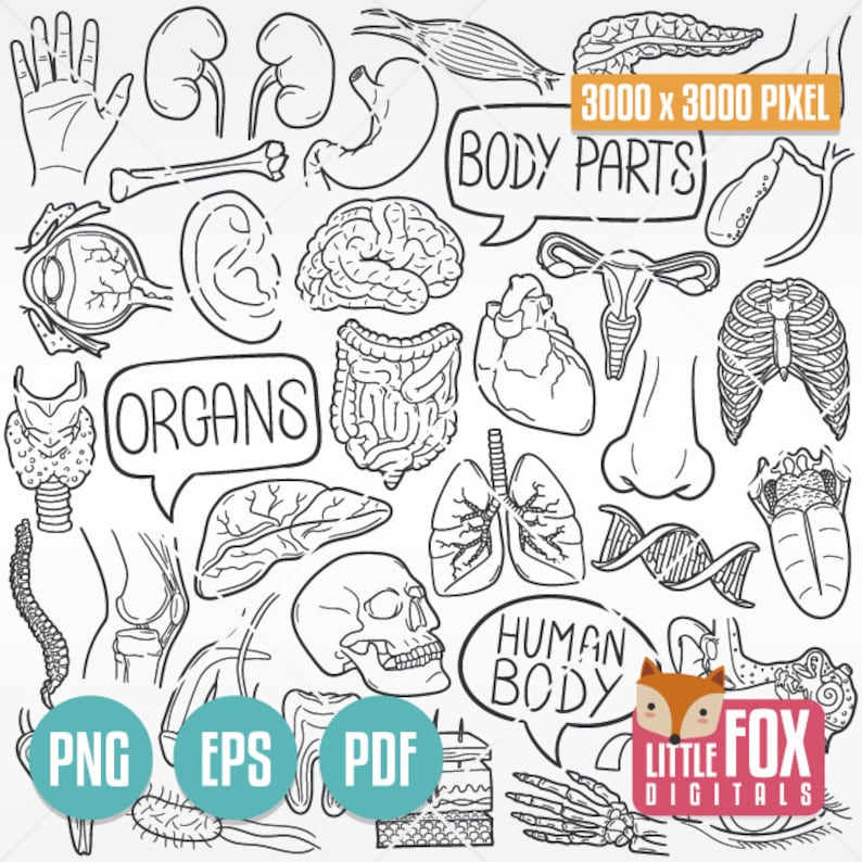 HUMAN BODY PARTS Doodle Icon Vectors. Anatomy Vector Set. | Etsy