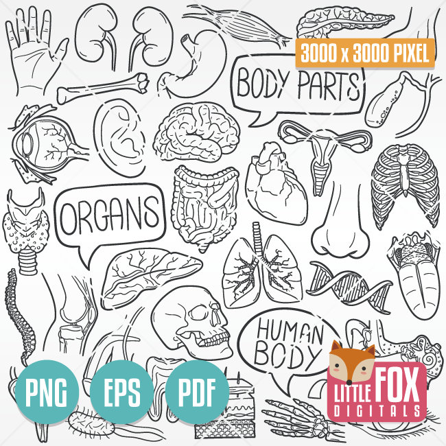 HUMAN BODY PARTS Doodle Icon Vectors. Anatomy Vector Set. | Etsy